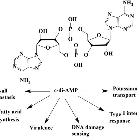 Cellular Processes Affected By C Di Amp Signaling Fluctuations In The