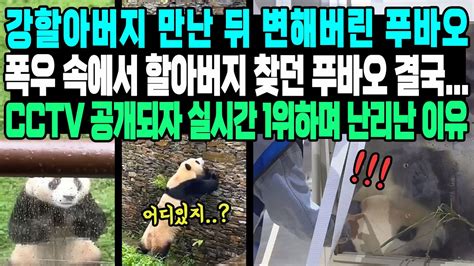 강할아버지 만난 뒤 변해버린 푸바오폭우 속에서 할아버지 찾던 푸바오 결국cctv 공개되자 실시간 1위하며 난리난 이유 Youtube