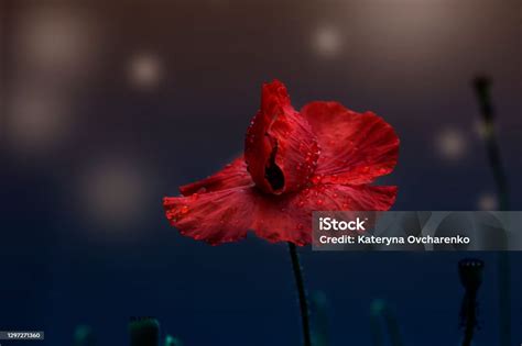 파파버 라호아 일반적인 이름은 옥수수 양귀비 옥수수 장미 필드 양귀비 플랑드르 양귀비 빨간 양귀비 빨간 잡초 Coquelicot을 포함한다 물 방울과 붉은 양귀비 꽃 비방울