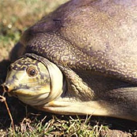 Pdf Nilssonia Hurum Gray 1830 Indian Peacock Softshell Turtle