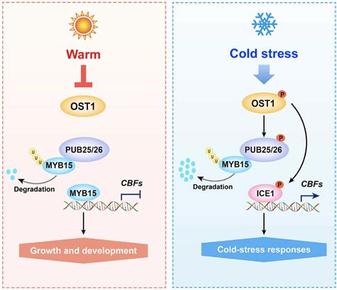 科学网—developmental Cell：植物cbf依赖型低温信号转导途径分子调控机制 郝兆东的博文