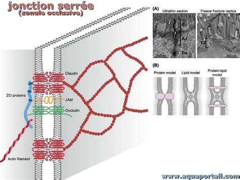 Jonction Serrée Définition Et Explications