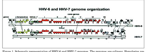 Figure 1 From The Discovery Of Human Herpesvirus 6 Hhv 6 Semantic