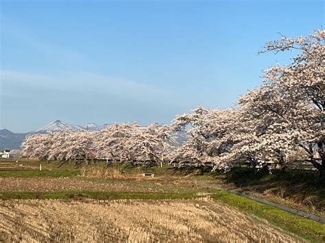 小川原湖千本桜 ソックスパパのブログ