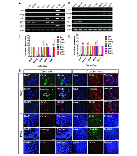 Expression Pattern Of Candidate Pluripotent Genes In Adult Tissues