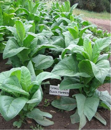 All Tobacco Leaf Tobacco Seeds