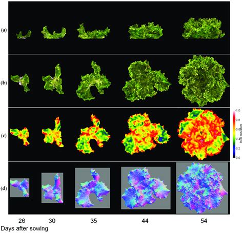 normal vector analysis of fancy green a 3d model viewed from the