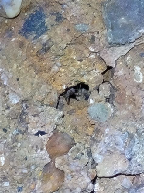 Unidentified Spider In Philadelphia Pennsylvania United States