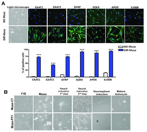Astrocyte Differentiation Of Muse Stem Cells Panel A Examples Of