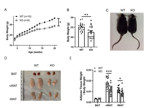 Spl Ko Mice Showed Smaller Body Weights And Wat Mass Compared To