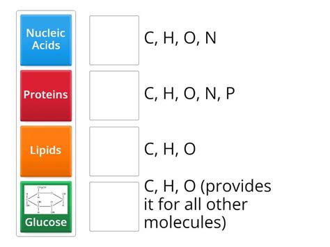 Macromolecules Elements Match Up