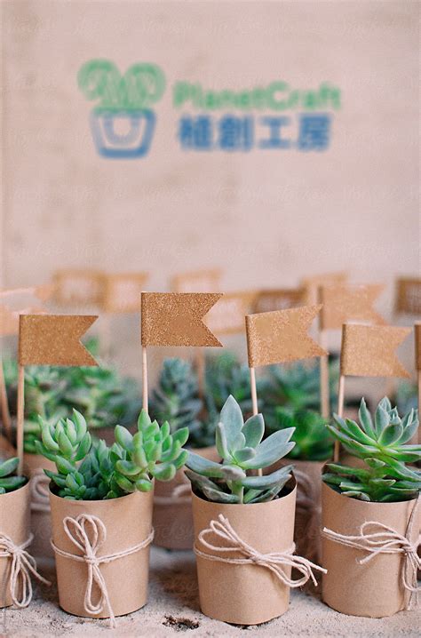 客製化多肉盆栽禮贈品 Succulent T Customize