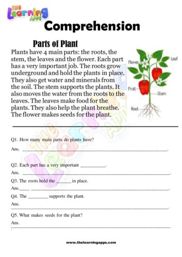 Parts Of Plants In Hindi And English Worksheets Free