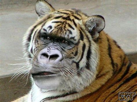 Невиданные животные: dymontiger — LiveJournal
