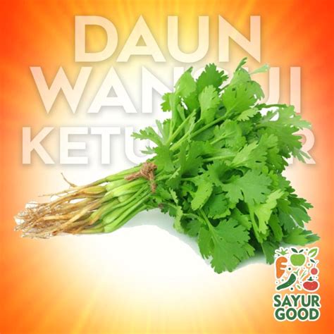 Jual Daun Wansui Daun Ketumbar Daun Coriander Ikat Shopee Indonesia