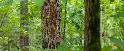 New Conservation Easements