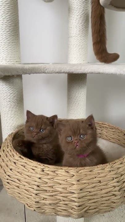 Cutest Cat Ever Small Cinnamon British Catworld Meowing Catblogger