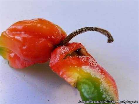 Anthonomus Eugenii Antheu [photos] Eppo Global Database