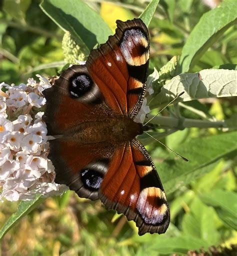 Peacock Butterfly Birdforum