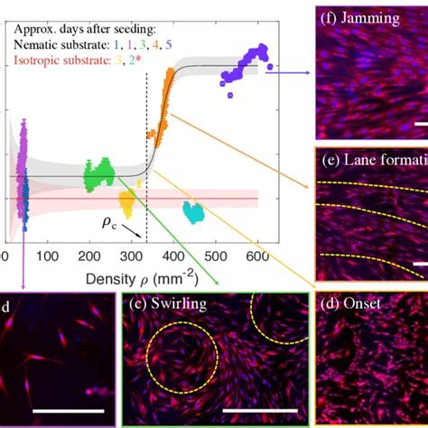 A Evolution Of The Cell Substrate Order Parameter S Cs With Cell
