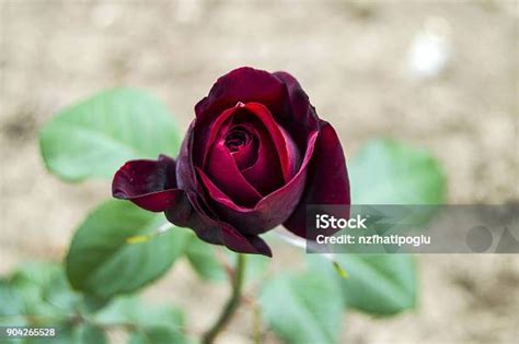 빨간 장미 봉 오리 빨간 장미 봉 오리 가장 아름 다운 장미 봉 오리를 열 준비가 꽃 식물에 대한 스톡 사진 및 기타 이미지