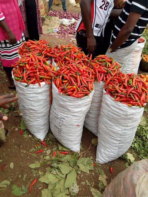 Buy Chili Pepper From Juli Vic Farms Ghana Ghana