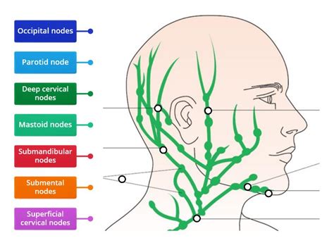 Lymph Nodes Head And Neck Labelled Diagram