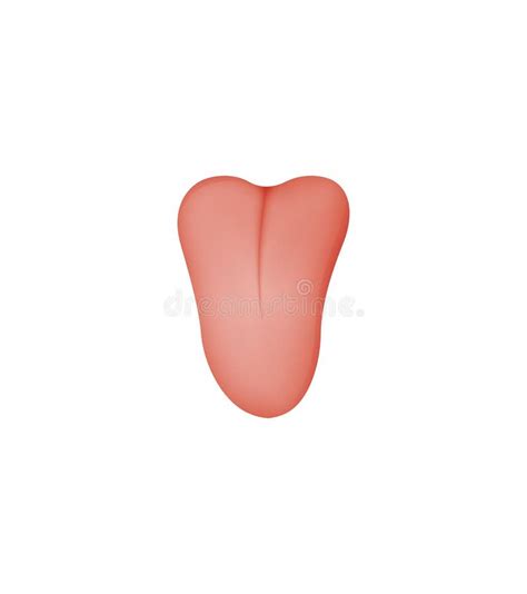 Human Tongue Basic Taste Areas Smack Map In Mouth Sweet Salty Sour