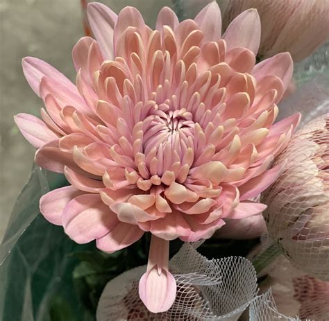 Chrys Disbud Linette Disbudsmums Chrysanthemum Flowers By