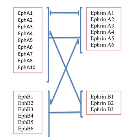 Schematic Of Eph Receptor And Ephrin Binding Preference Download