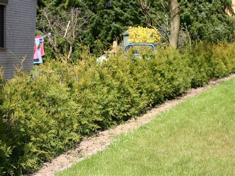 Abendländischer Lebensbaum Thuja occidentalis Baumschule Horstmann