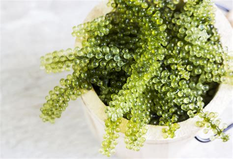 Imágenes De Ararusip Descubre Bancos De Fotos Ilustraciones Vectores