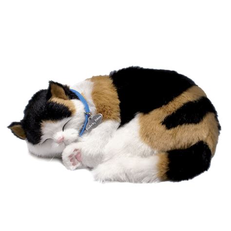 Cute Fluffy Calico Kitten