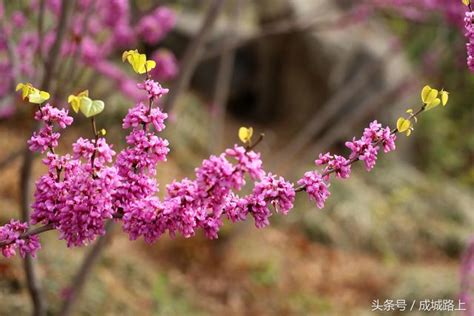 東來紫氣紫荊花 每日頭條