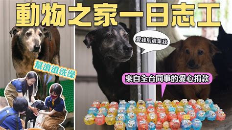 力挺公益，浪愛延續，程曦員工募捐流浪動物之家｜客服真心話🗣ep128 Youtube