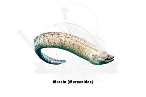 Top Peixes Mais Perigosos Do Mundo Blog Do Pescador