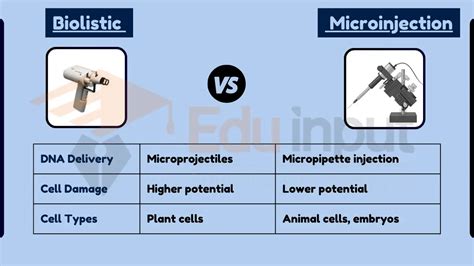 Difference Between Collenchyma Sclerenchyma And Parenchyma