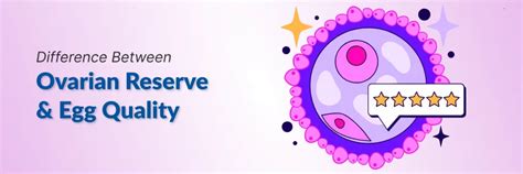 Know The Difference Between Ovarian Reserve And Egg Quality