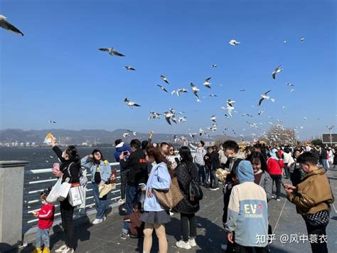 来昆明旅游必去滇池海埂大坝喂海鸥 知乎