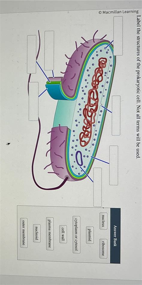 Solved Label The Structures Of The Prokaryotic Cell Not All