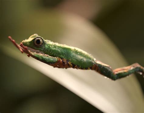 Learn Biomimicry On Linkedin Sharing Natures Genius