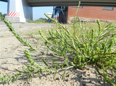 Corispermum Intermedium