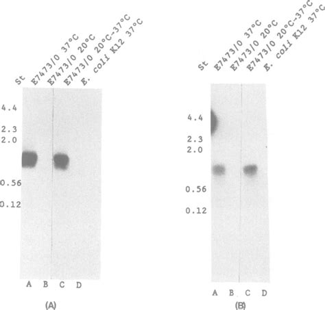 Autoradiograph Of A Northern Blot After Hybridization With A Cfab A