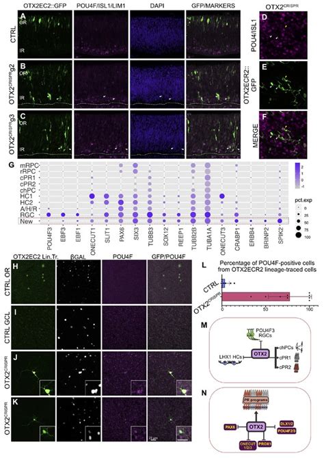 Figures And Data In Otx2 Represses Sister Cell Fate Choices In The