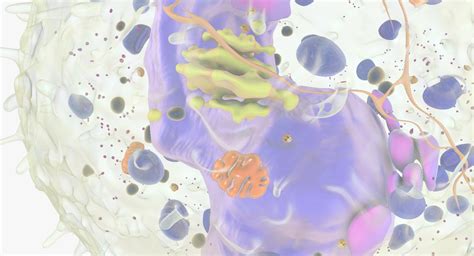 白血细胞 3d模型 229 C4d Ma Fbx Obj Free3d