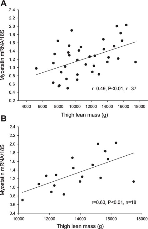 Positive Correlations Between Thigh Muscle Mass And Myostatin Mrna Download Scientific Diagram