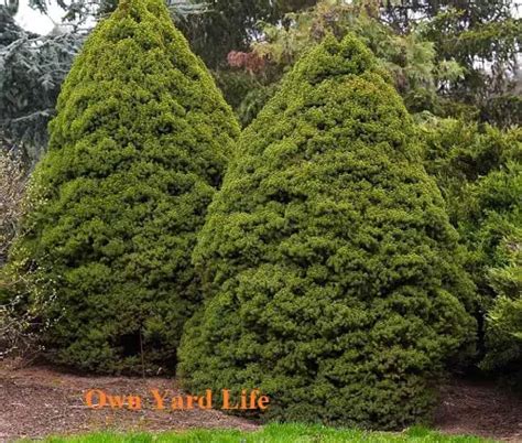 20 Dwarf Evergreen Trees With Pictures And Names