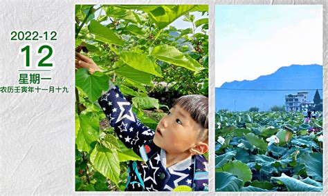开化华埠镇溪东村和村头镇芳林村被授予浙江省采摘旅游体验基地桑葚桑园荷花