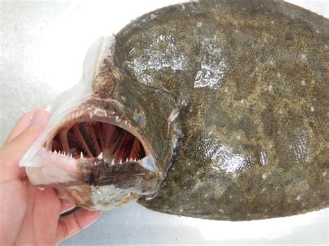 カレイやヒラメ 養殖、天然の違いと見分け方 魚食普及推進センター一般社団法人 大日本水産会