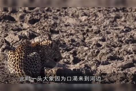 豹子盯上了河中的鲶鱼本以为要就此错过谁知大象帮了一个大忙